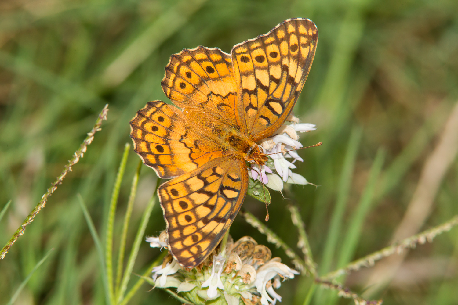 Variegated Fritillary (Euptoieta claudia)