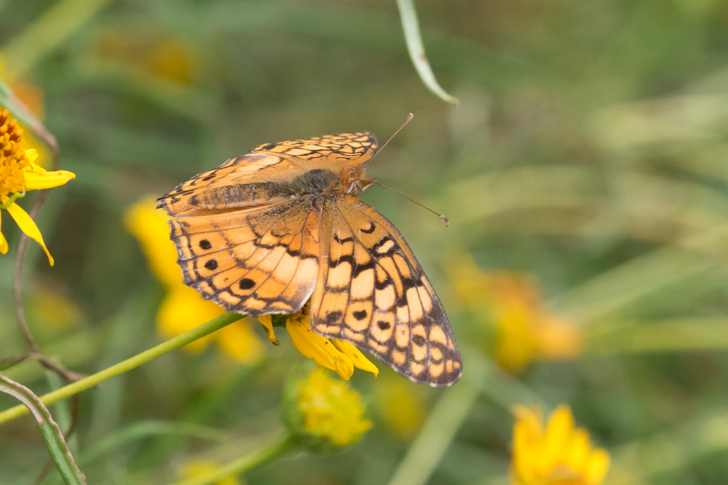Variegated Fritillary (Euptoieta claudia)
