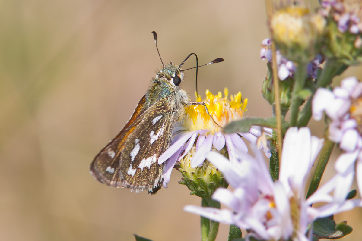 Western Branded Skipper (Hesperia colorado) AKA Common Branded Skipper