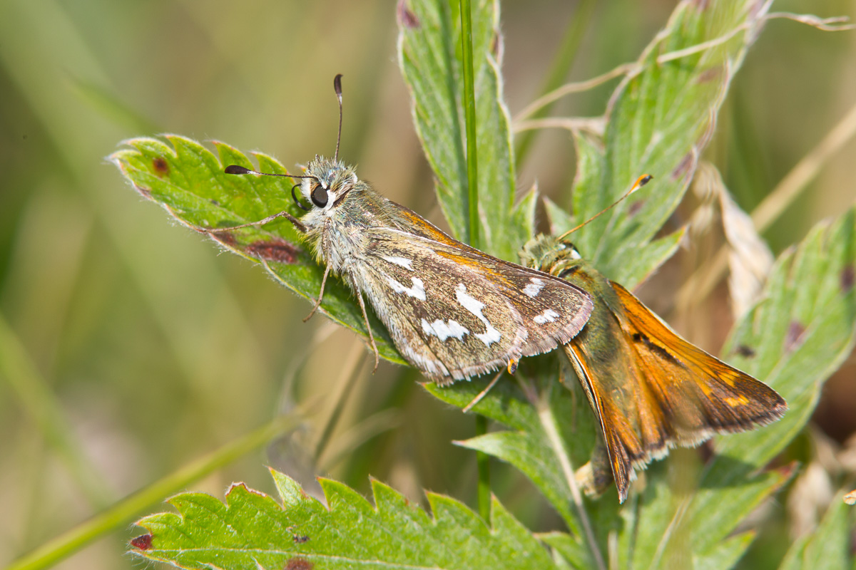 Western Branded Skipper (Hesperia colorado) AKA Common Branded Skipper