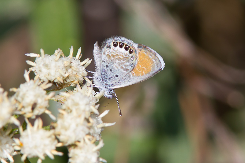 Western Pygmy-Blue (Brephidium exile)