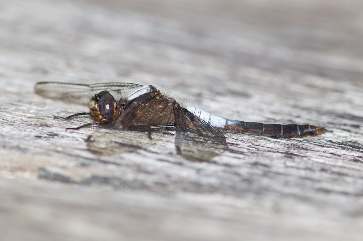Chalk-fronted Corporal (Ladona julia)