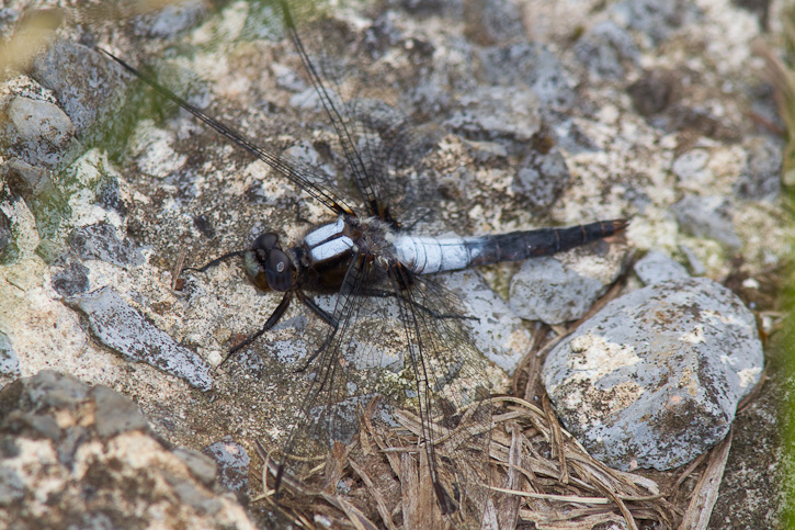 Chalk-fronted Corporal (Ladona julia)