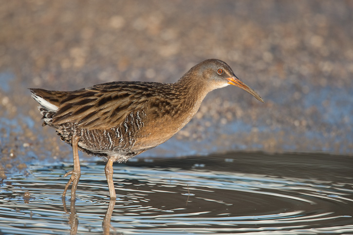 Clapper Rail (Rallus longirostris)