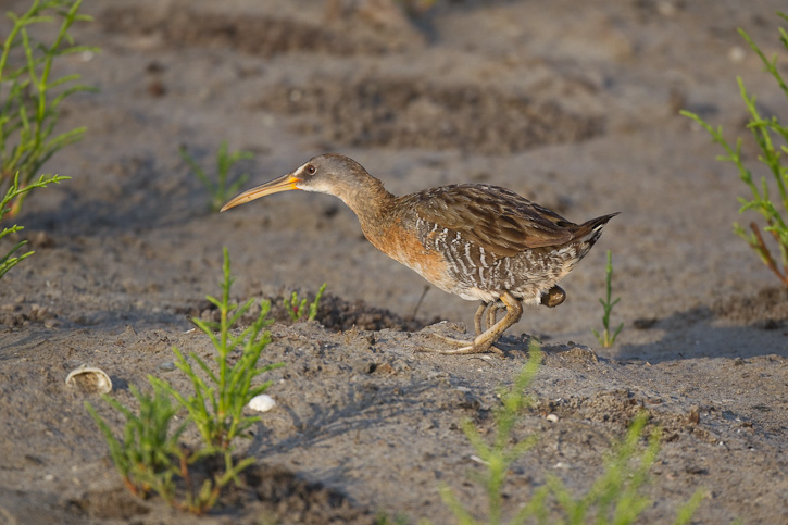 Clapper Rail (Rallus longirostris)