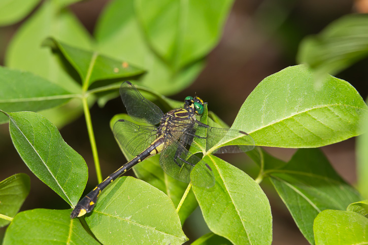 Cobra Clubtail (Gomphus vastus)