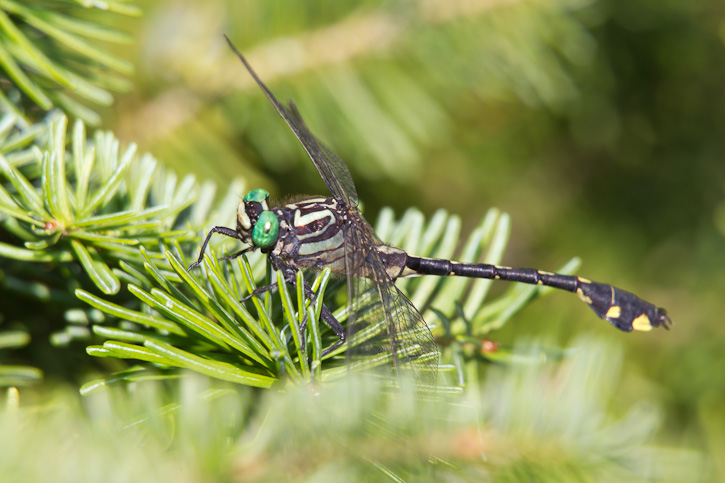 Cobra Clubtail (Gomphus vastus)