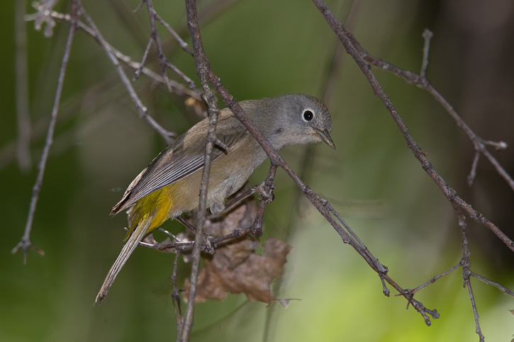 Colima Warbler (Vermivora crissalis)