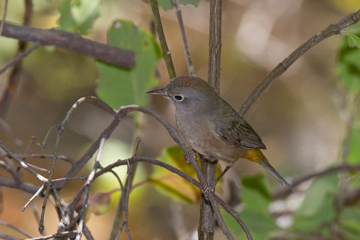 Colima Warbler (Vermivora crissalis)