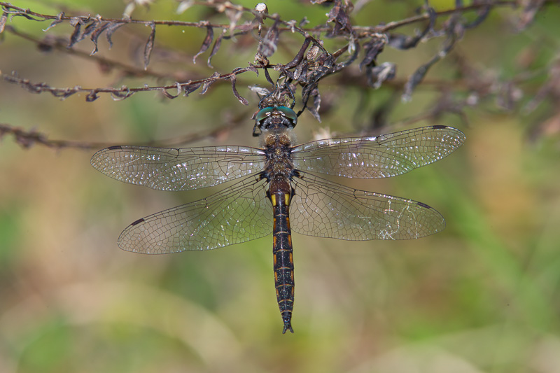 Common Baskettail (Epitheca [Tetragoneuria] cynosura)