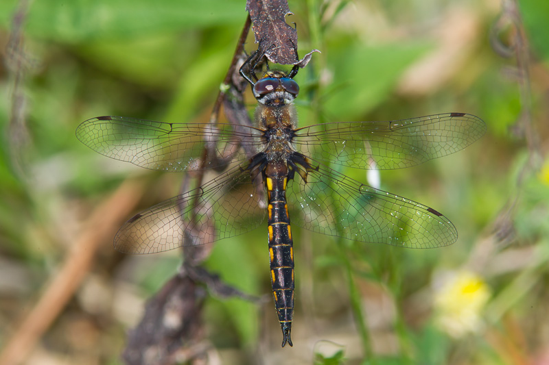 Common Baskettail (Epitheca [Tetragoneuria] cynosura)