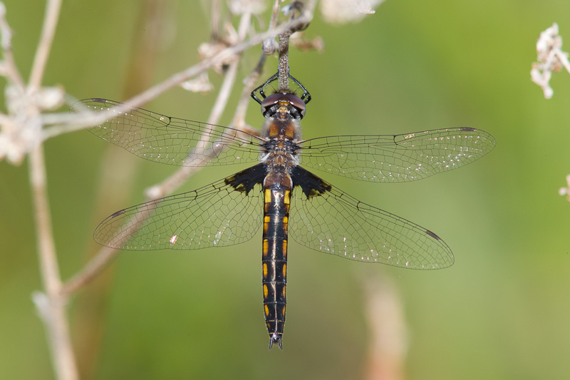 Common Baskettail (Epitheca [Tetragoneuria] cynosura)