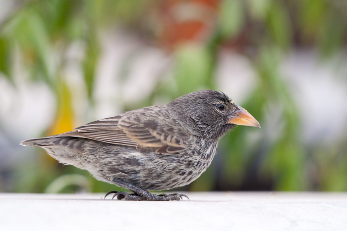 Common Cactus-Finch (Geospiza scandens)