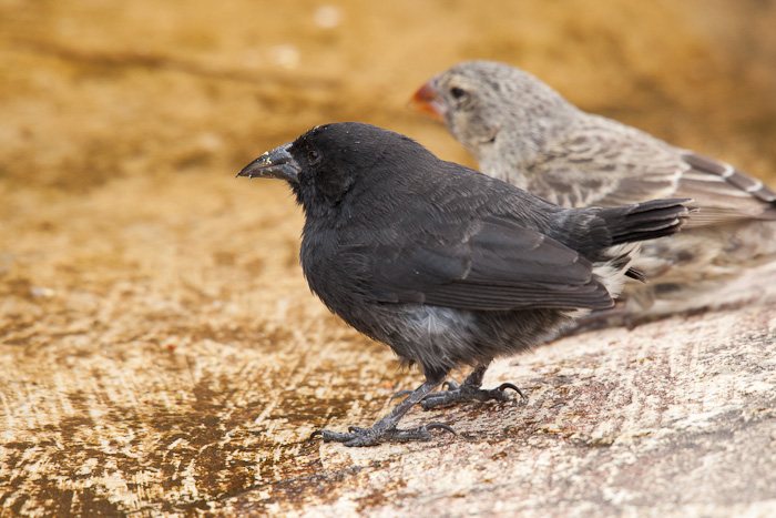 Common Cactus-Finch (Geospiza scandens)
