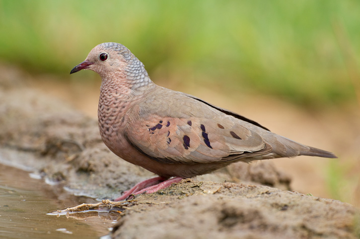 Common Ground-Dove (Columbina passerina)