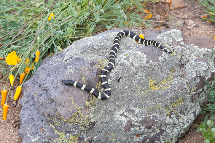 Common Kingsnake (Lampropeltis getula)