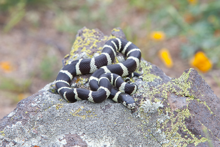 Common Kingsnake (Lampropeltis getula)
