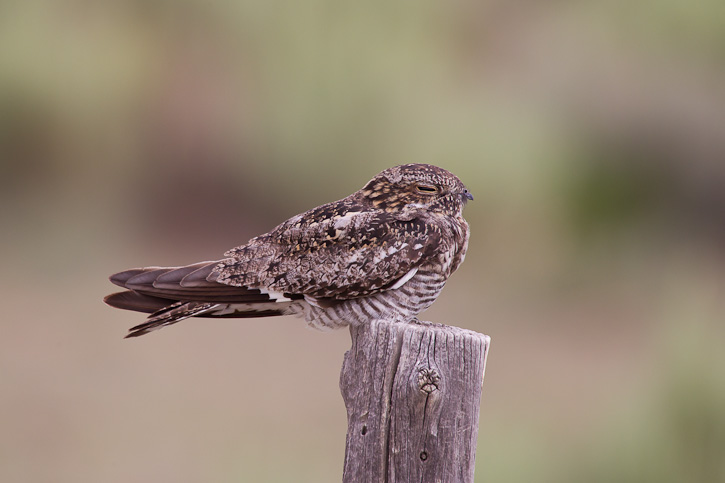 Common Nighthawk (Chordeiles minor)