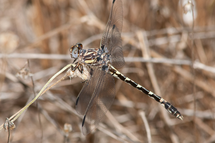Common Sanddragon (Progomphus obscurus)