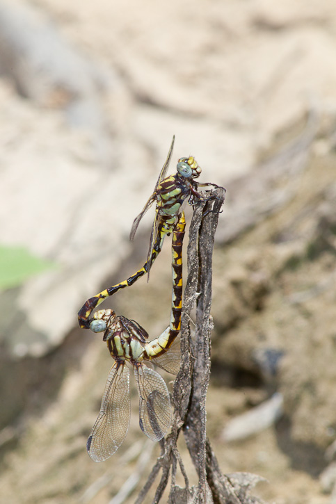 Common Sanddragon (Progomphus obscurus)