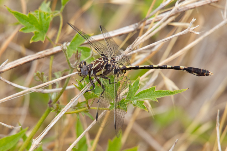 Common Sanddragon (Progomphus obscurus)