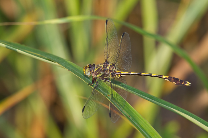 Common Sanddragon (Progomphus obscurus)