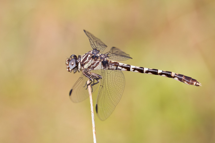 Common Sanddragon (Progomphus obscurus)