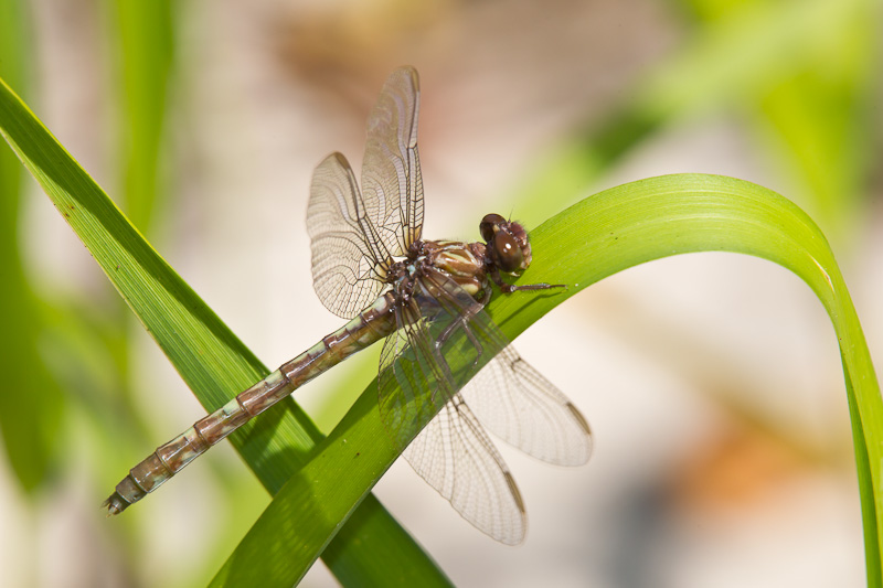 Common Sanddragon (Progomphus obscurus)