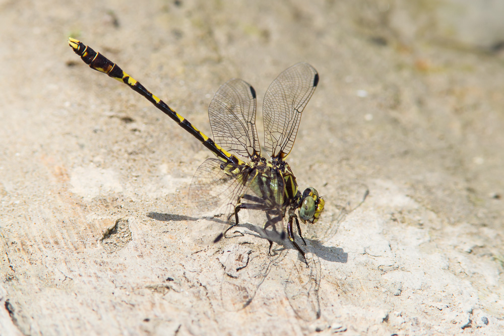 Common Sanddragon (Progomphus obscurus)