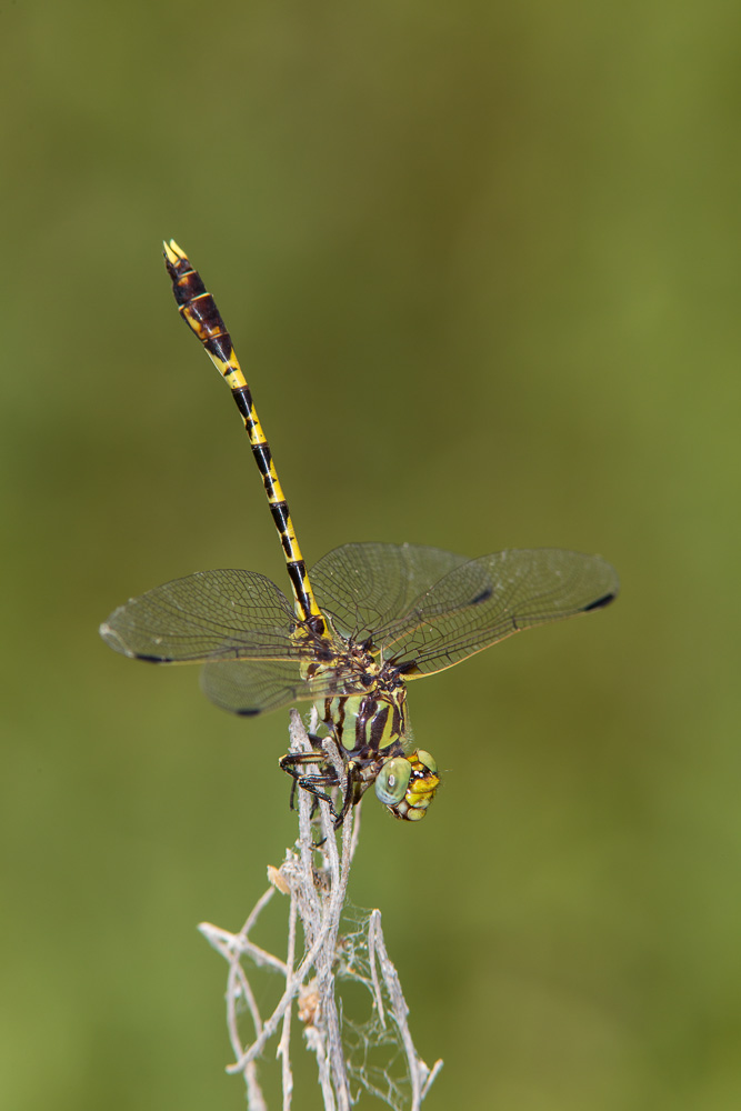 Common Sanddragon (Progomphus obscurus)