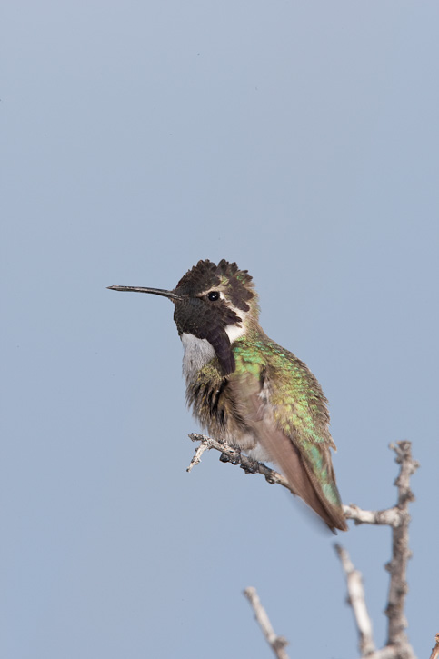 Costa's Hummingbird (Calypte costae)