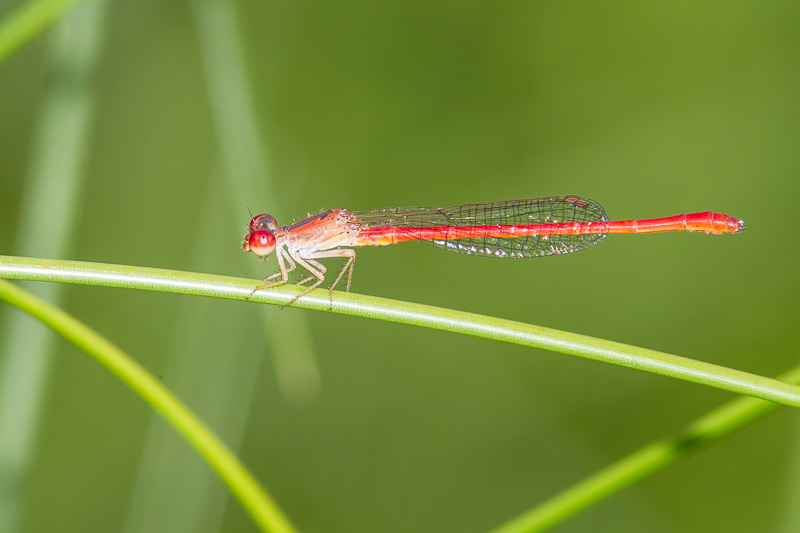 Desert Firetail (Telebasis salva)