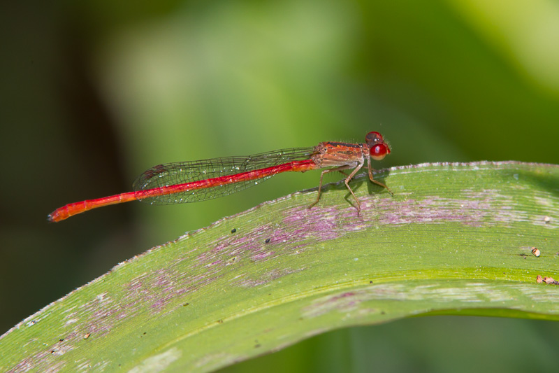 Desert Firetail (Telebasis salva)