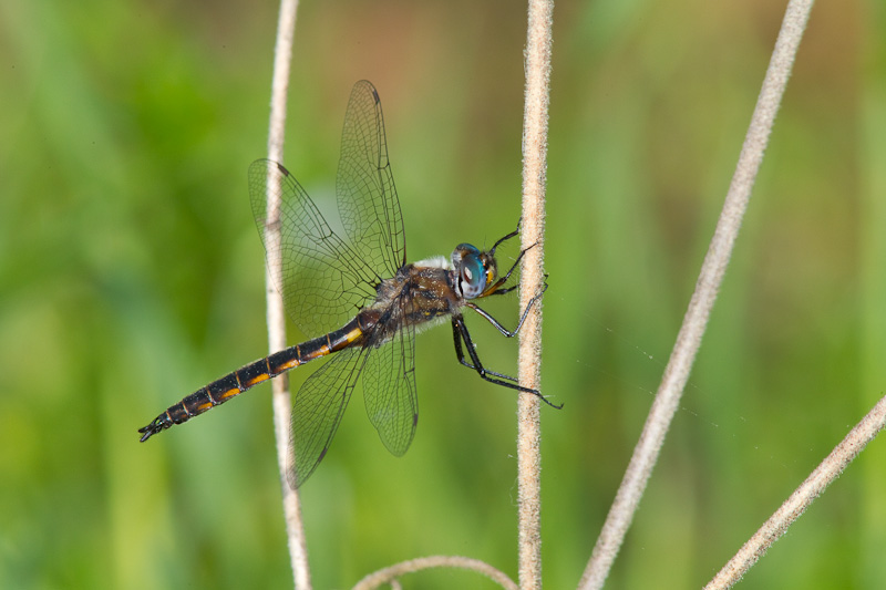 Dot-winged Baskettail (Epitheca [Tetragoneuria] petechialis)