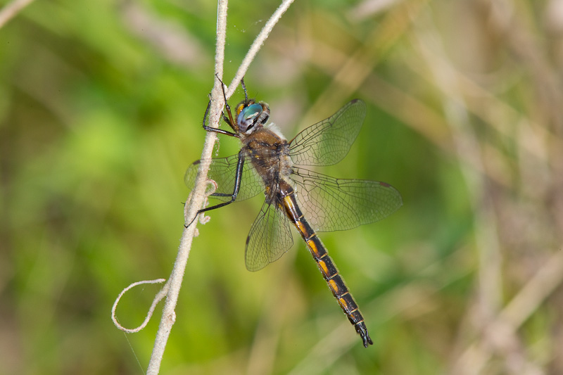 Dot-winged Baskettail (Epitheca [Tetragoneuria] petechialis)