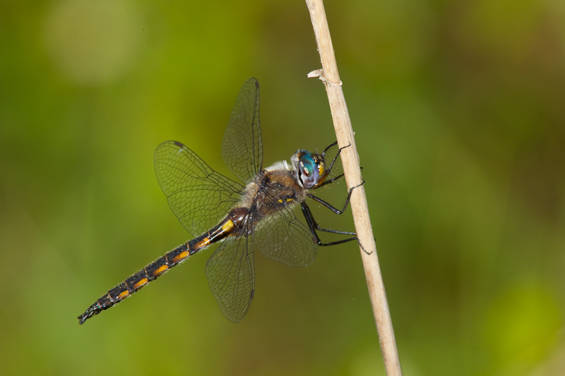 Dot-winged Baskettail (Epitheca [Tetragoneuria] petechialis)