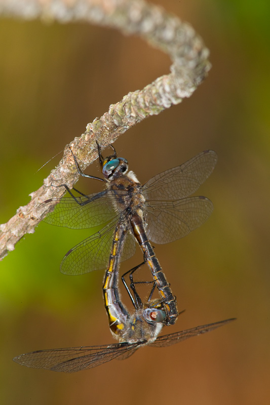 Dot-winged Baskettail (Epitheca [Tetragoneuria] petechialis)