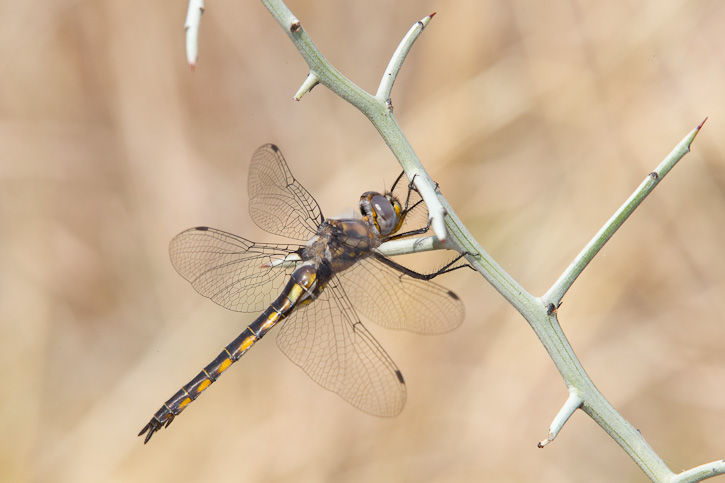 Dot-winged Baskettail (Epitheca [Tetragoneuria] petechialis)