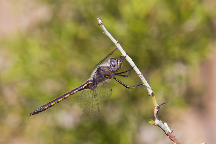 Dot-winged Baskettail (Epitheca [Tetragoneuria] petechialis)