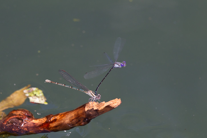 Dusky Dancer (Argia translata)