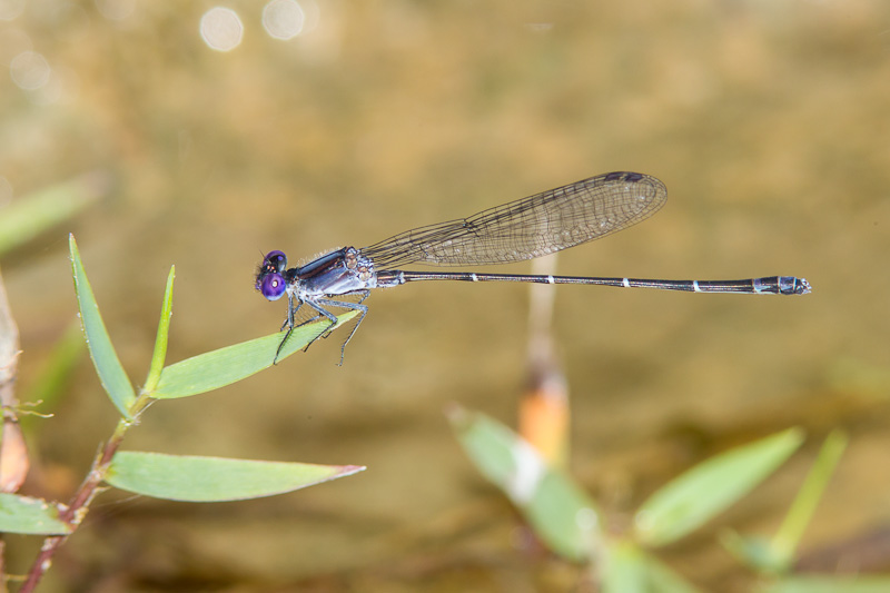 Dusky Dancer (Argia translata)