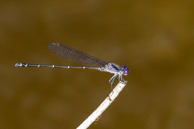 Dusky Dancer (Argia translata)