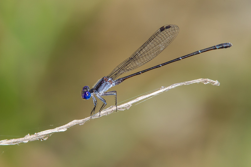 Dusky Dancer (Argia translata)