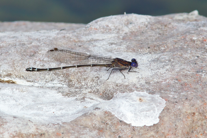 Dusky Dancer (Argia translata)