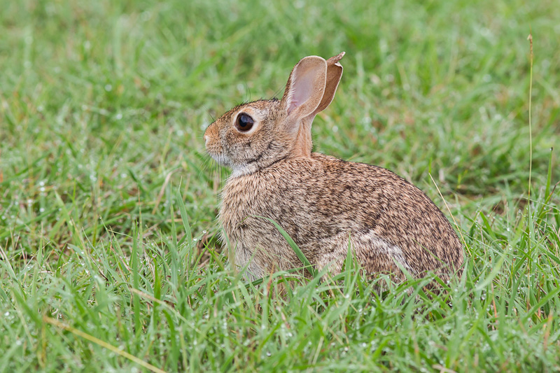 Eastern Cottontail (Sylvilagus floridanus)