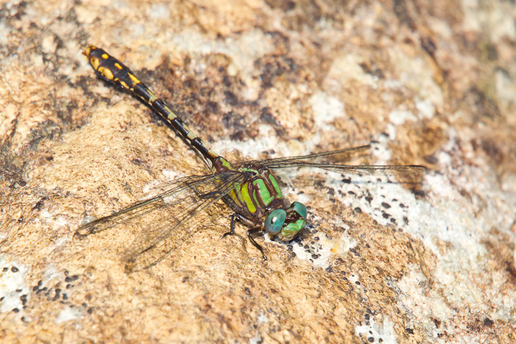 Edmund's Snaketail (Ophiogomphus edmundo)