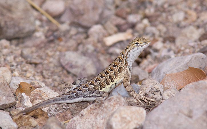 Elegant Earless Lizard (Holbrookia elegans)