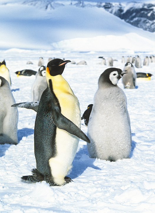 Emperor Penguin (Aptenodytes forsteri)