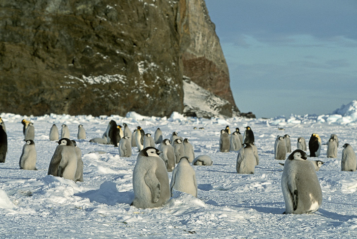 Emperor Penguin (Aptenodytes forsteri)