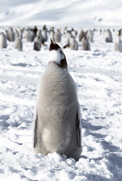 Emperor Penguin (Aptenodytes forsteri)